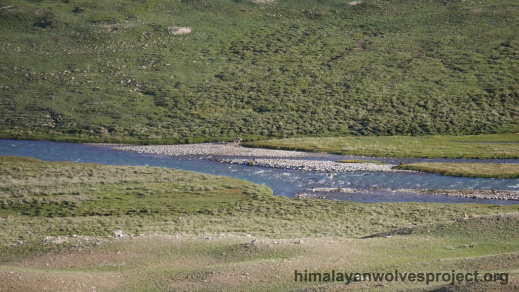 Wolf Research Expedition to Humla western Nepal 2015 | Himalayan Wolves ...