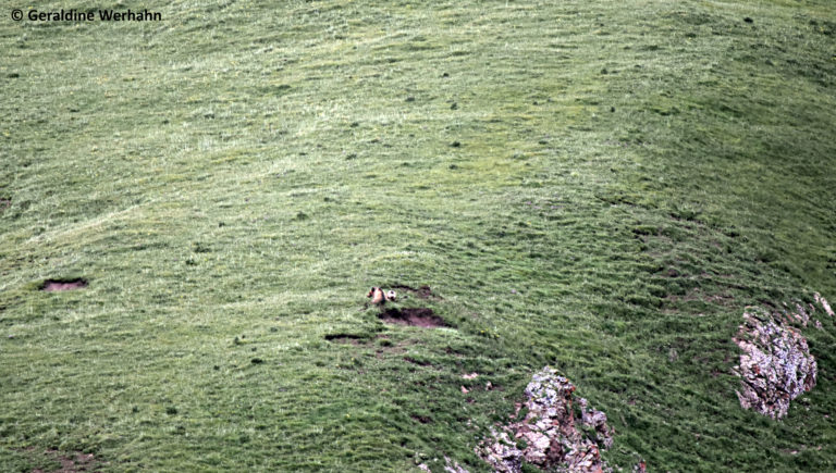 Wolf field research on the Qinghai Tibetan Plateau of China 2017 ...